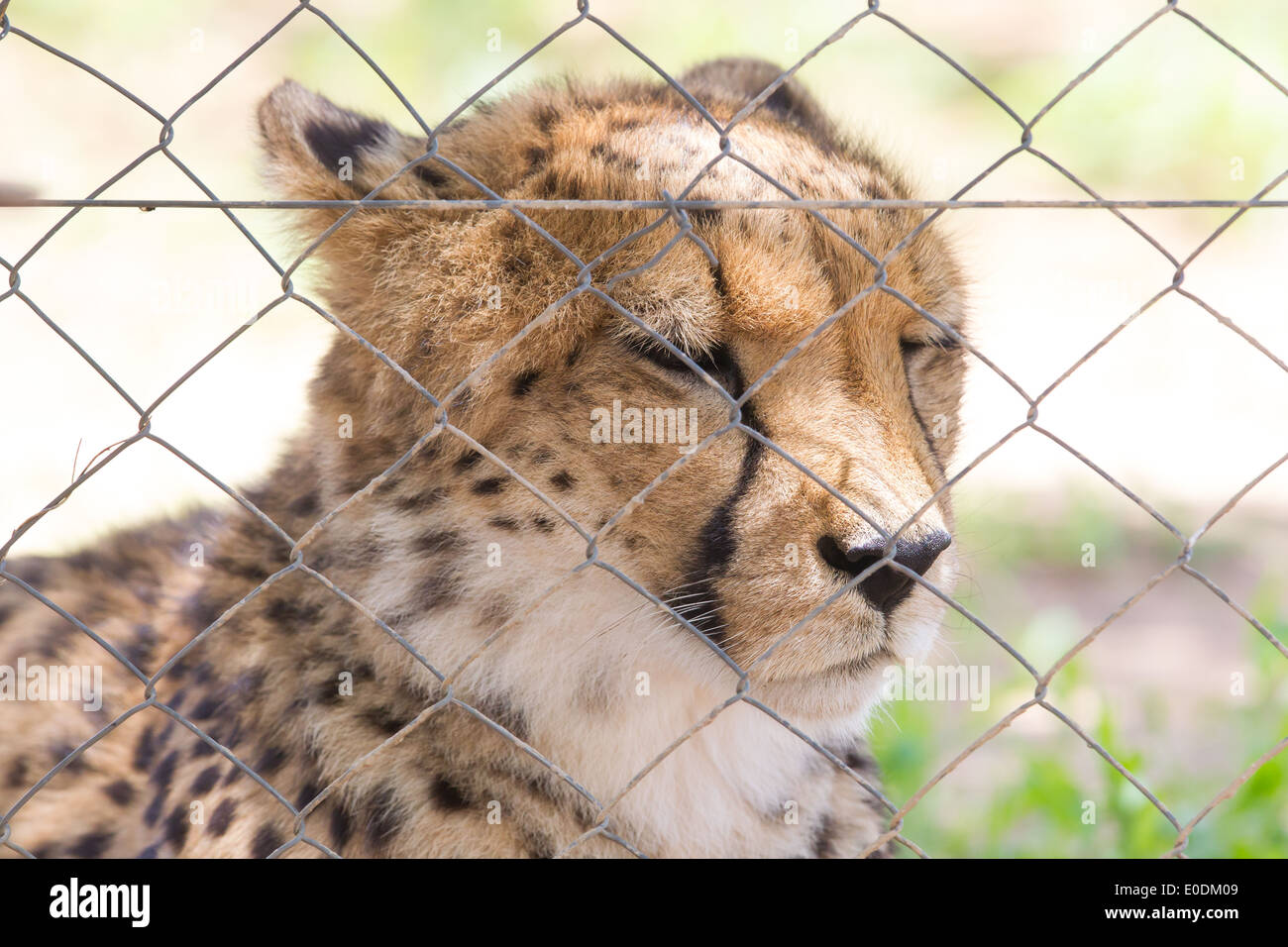 Behind a fence in namibia hi-res stock photography and images - Alamy