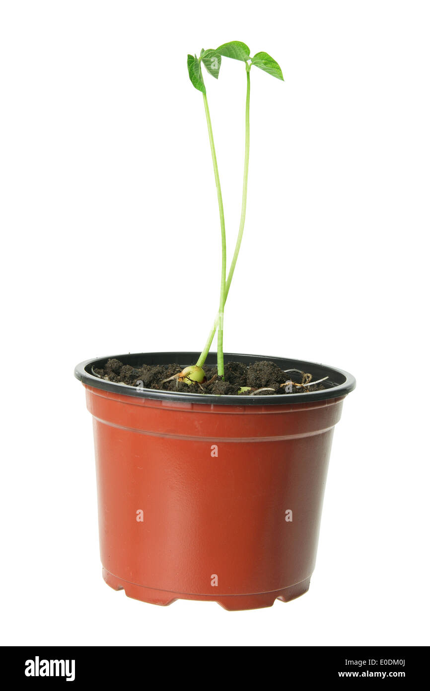 Pot plant cut out hi-res stock photography and images - Alamy