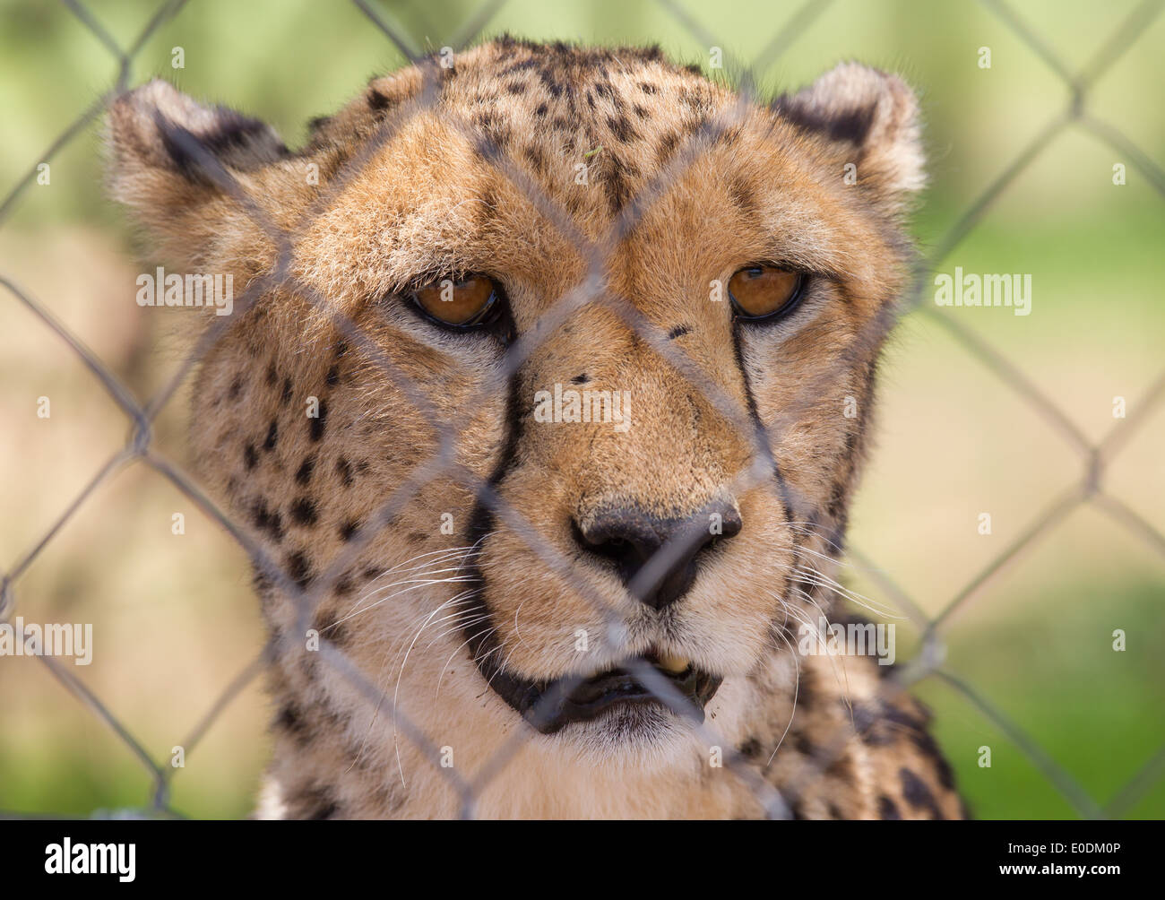 Cheetah in captivity, behind a fence in Namibia Stock Photo - Alamy