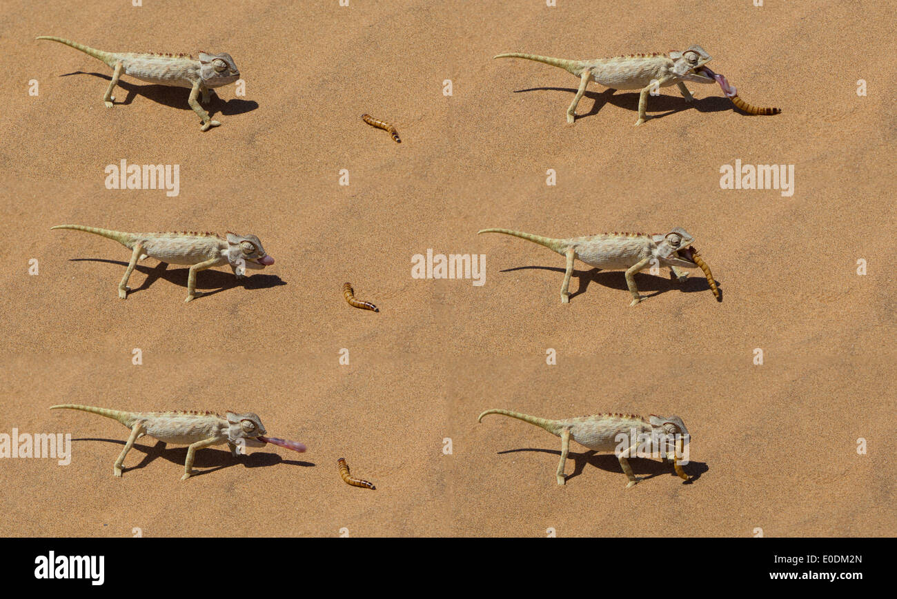 Namaqua Chameleon hunting in the Namib desert, Namibia Stock Photo - Alamy
