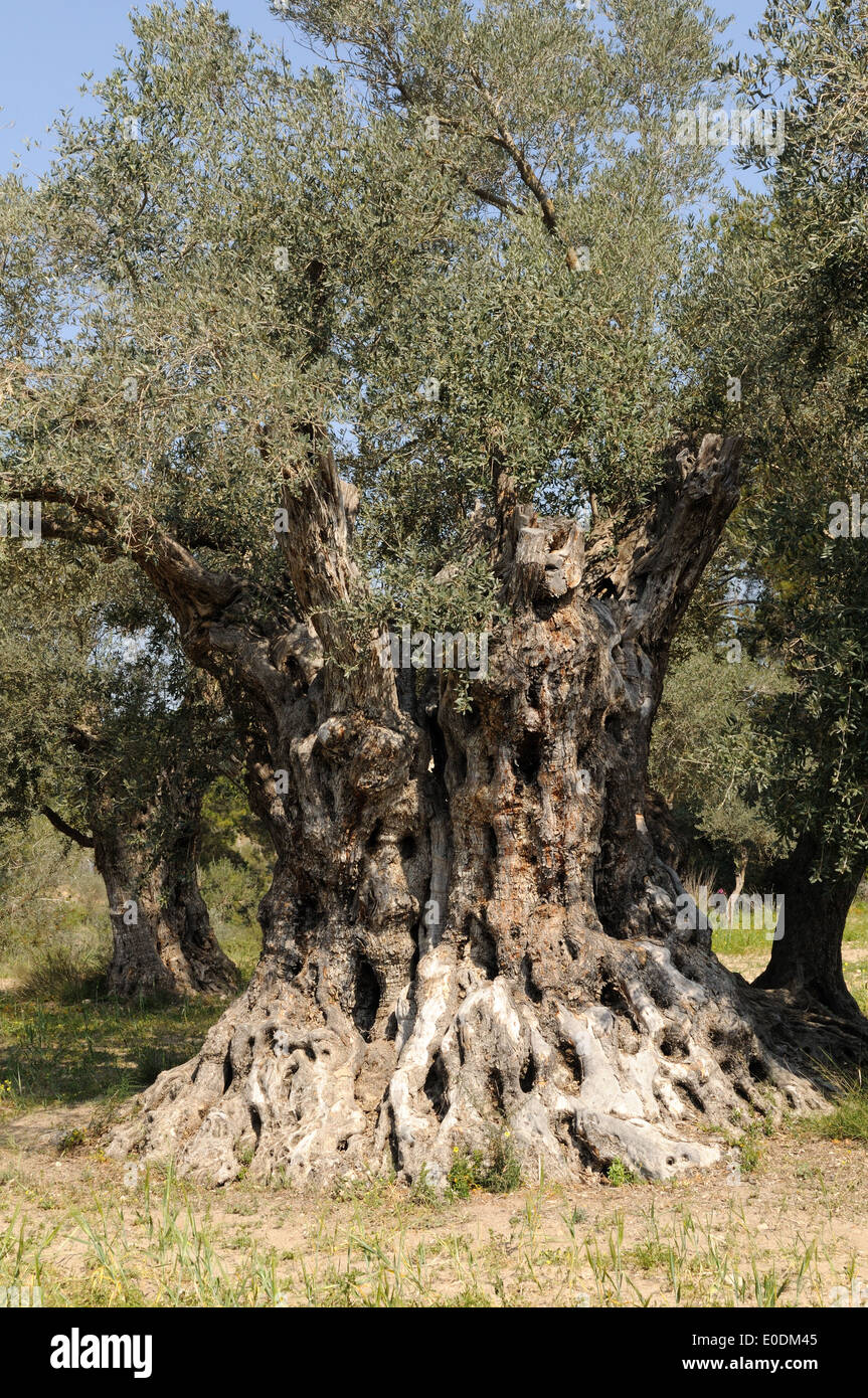 The Oldest Olive Tree High Resolution Stock Photography and Images - Alamy
