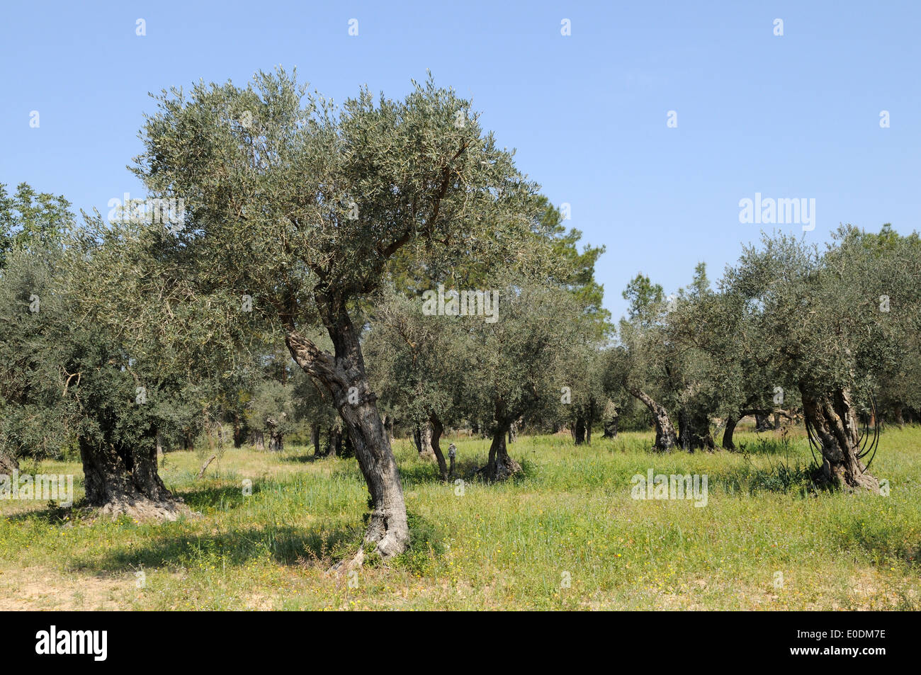 Olive Trees in the Monument Olive Tree site near Guzulrt or Morphu ...
