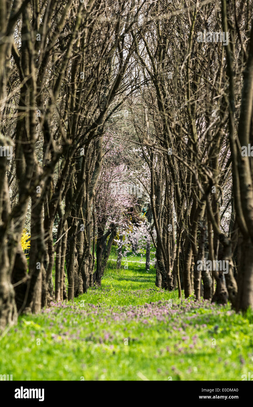Forrest Alley In Spring Time Stock Photo - Alamy