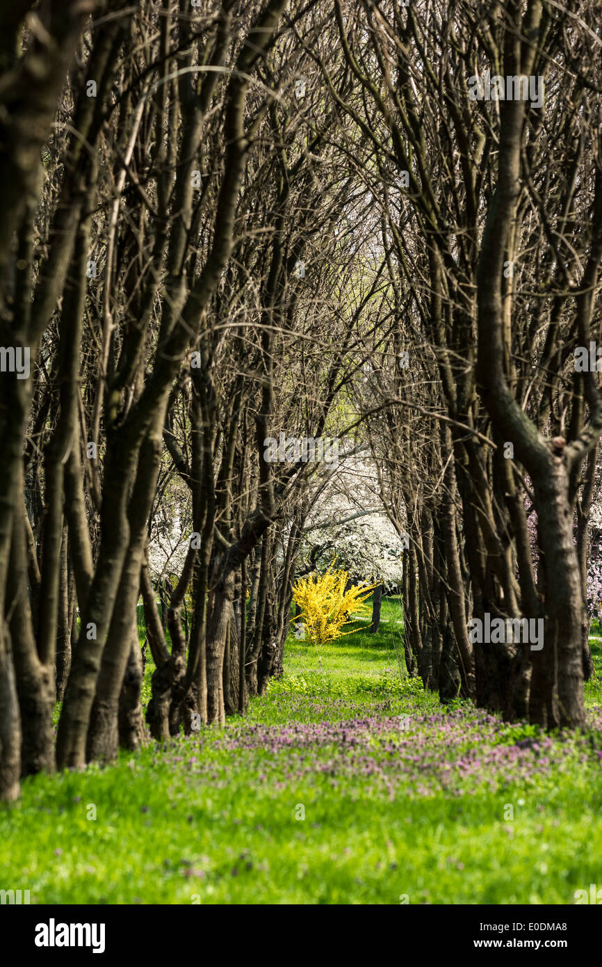 Forrest pathway hi-res stock photography and images - Alamy