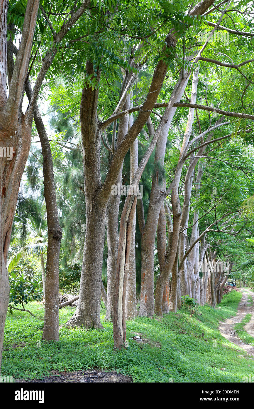 Jungle roadway hi-res stock photography and images - Alamy