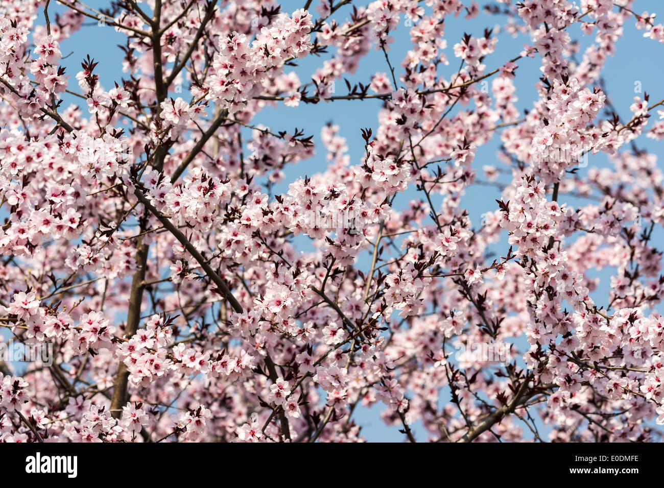 Blue sky and pink tree hi-res stock photography and images - Alamy