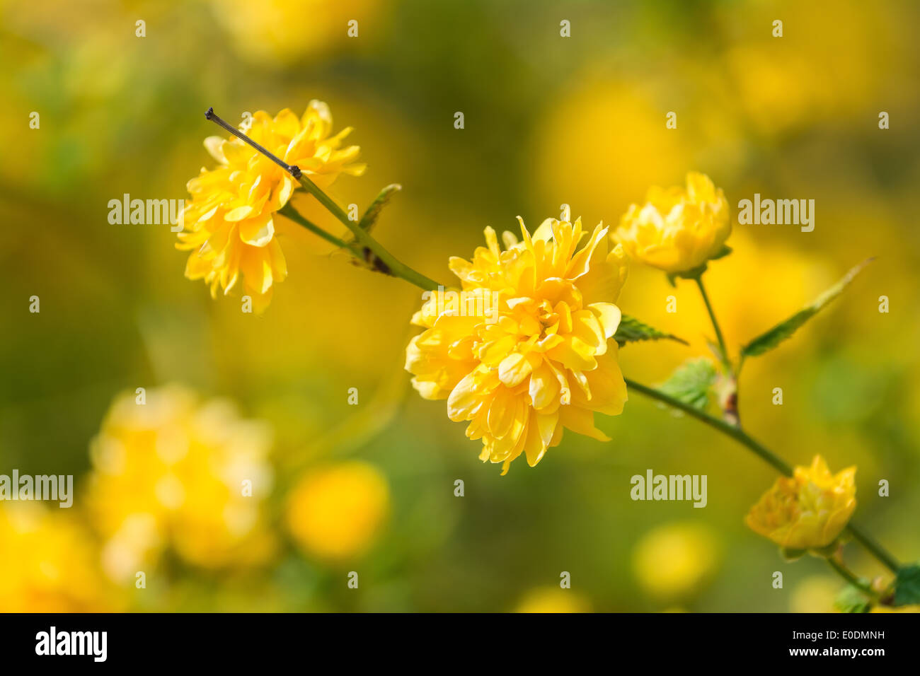 Yellow flower tree hi-res stock photography and images - Alamy