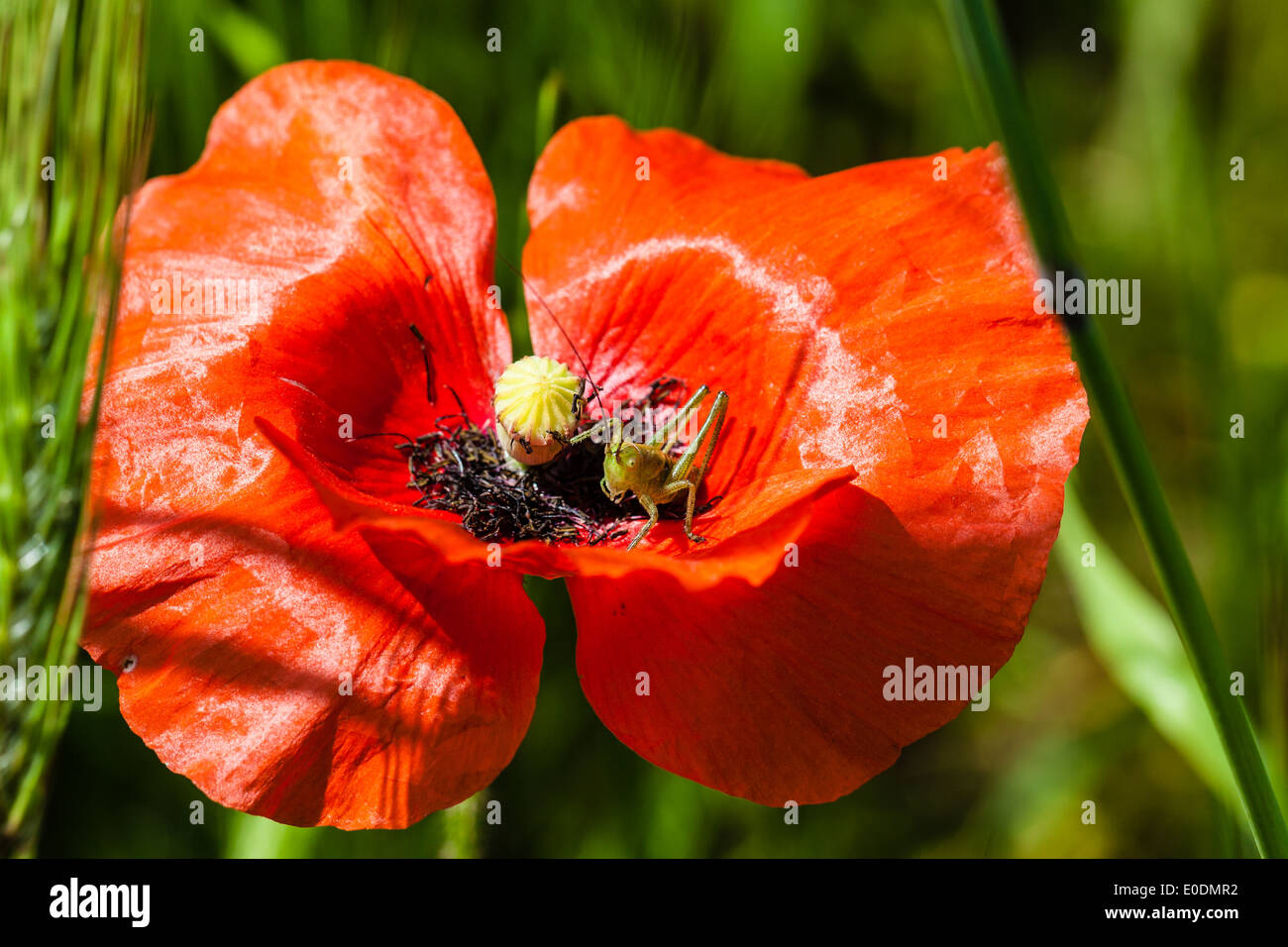 Inside a poppy flower hi-res stock photography and images - Alamy