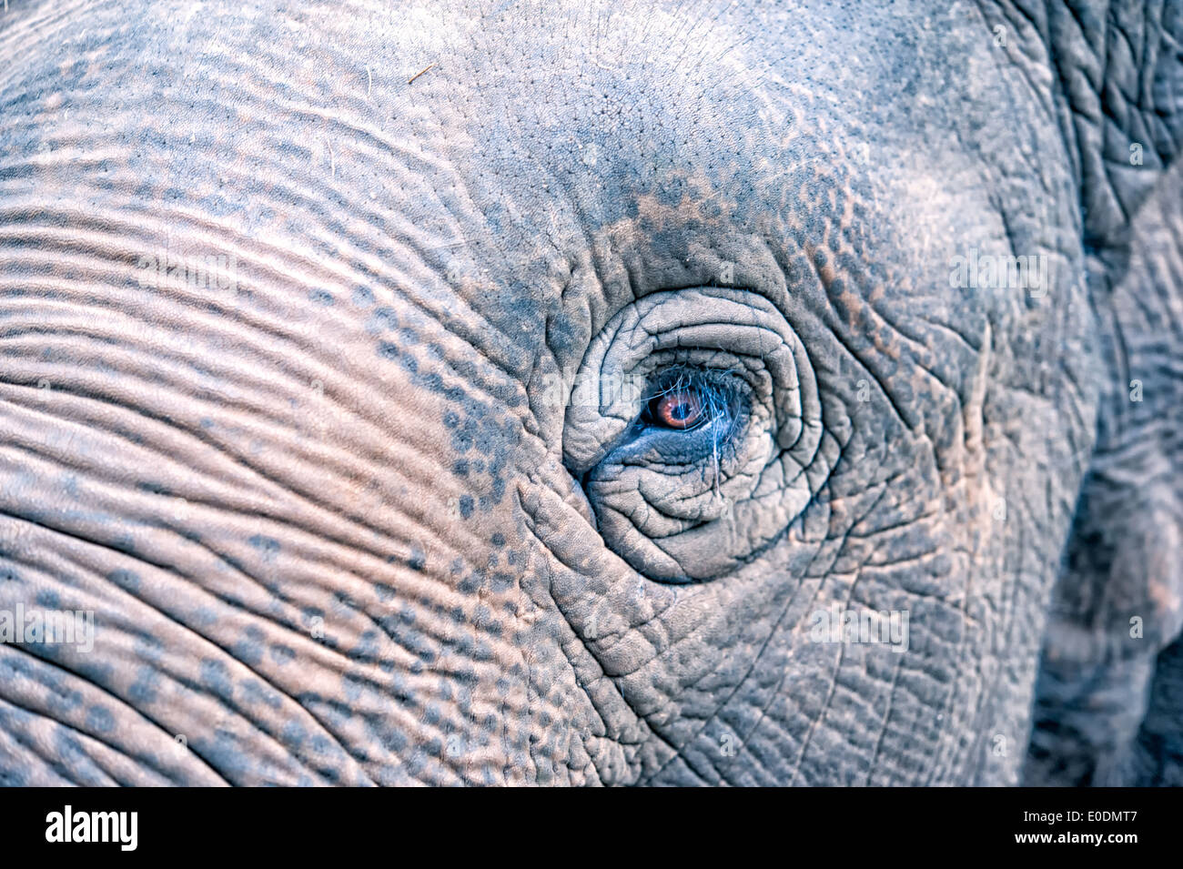 Macro eye wild mammal hi-res stock photography and images - Alamy