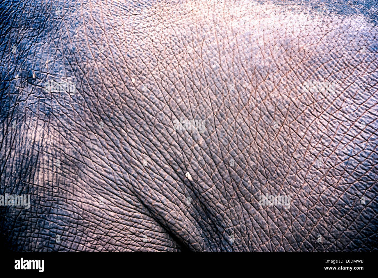 asia elephant skin background and texture Stock Photo - Alamy