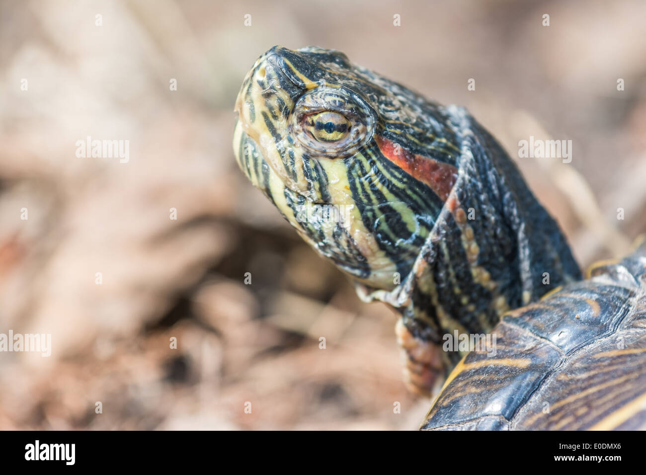 Common pond turtle hi-res stock photography and images - Alamy