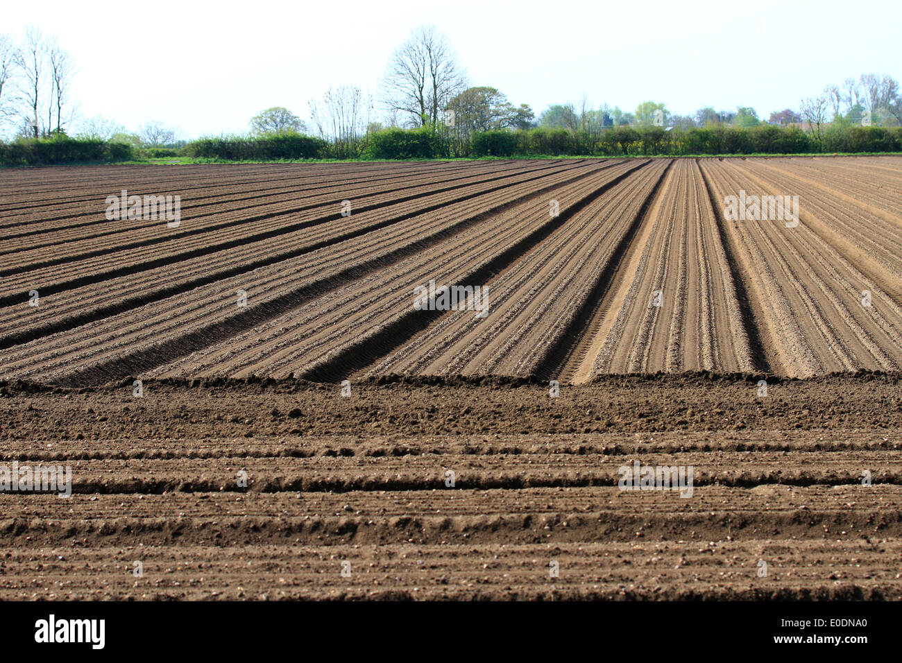 Sowing in a seedbed hi-res stock photography and images - Alamy