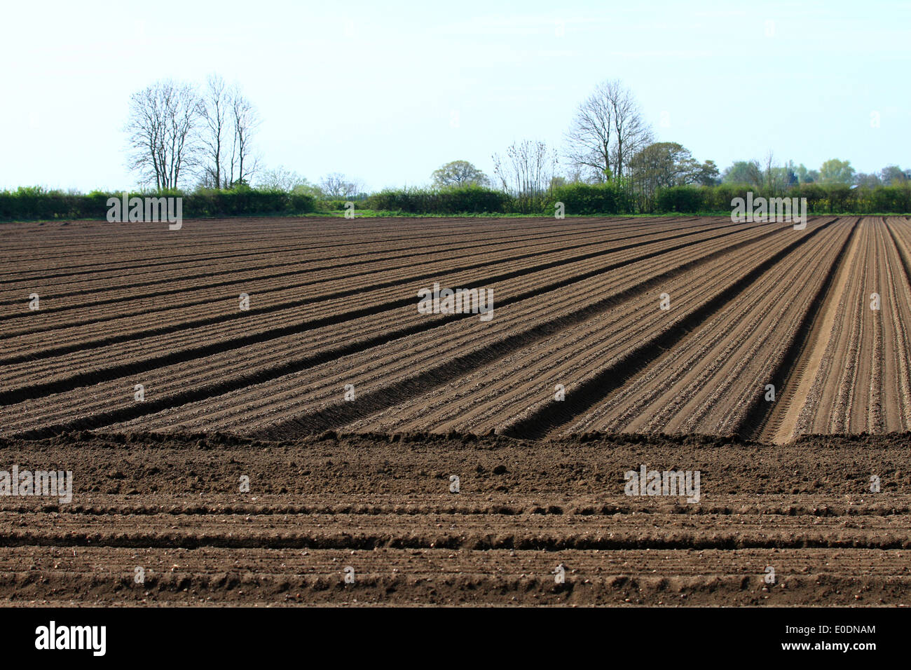 Ploughed field, patterns, straight furrows, ground, seedbed, Autumn ...