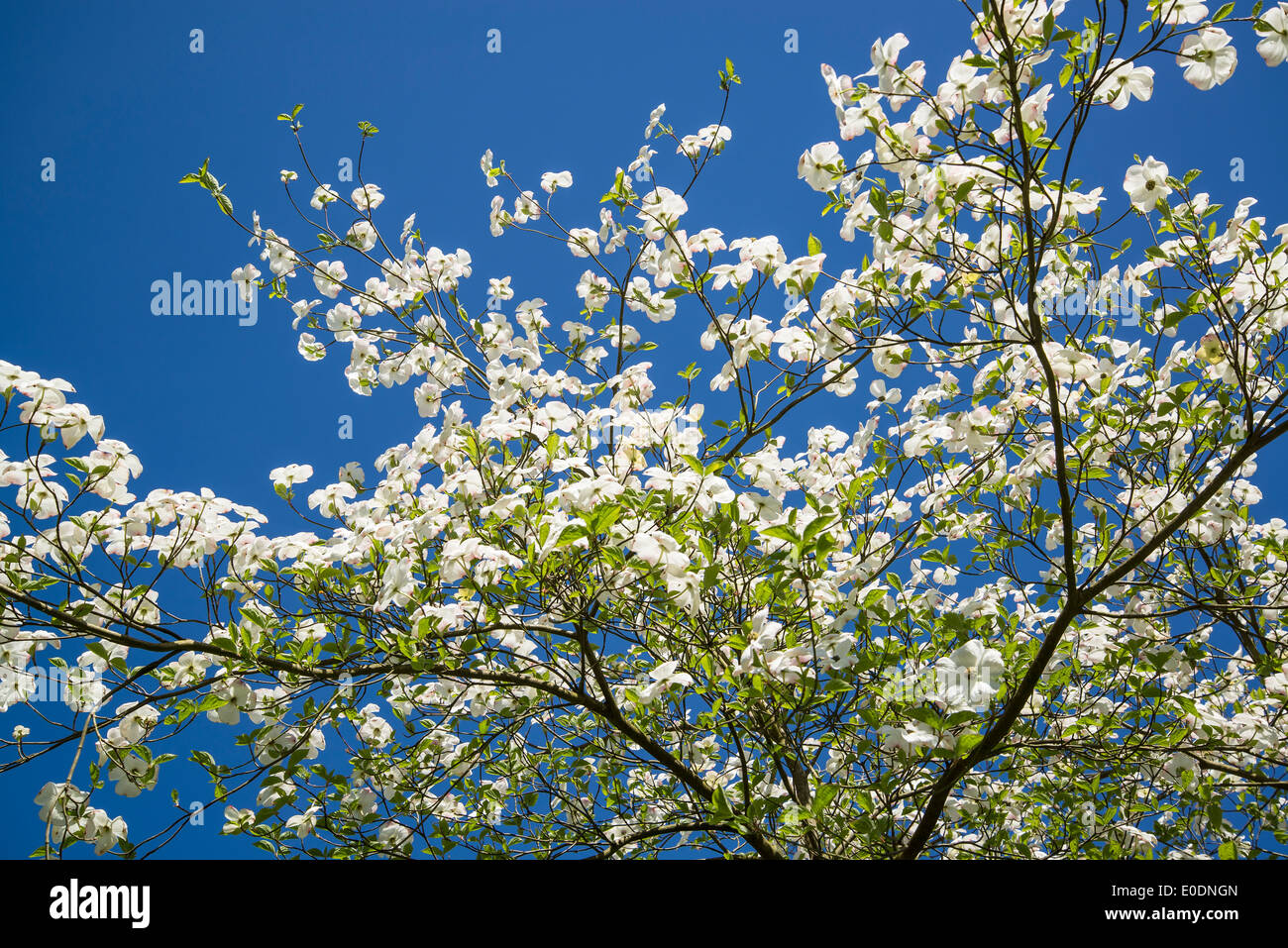 Ormonde hi-res stock photography and images - Alamy