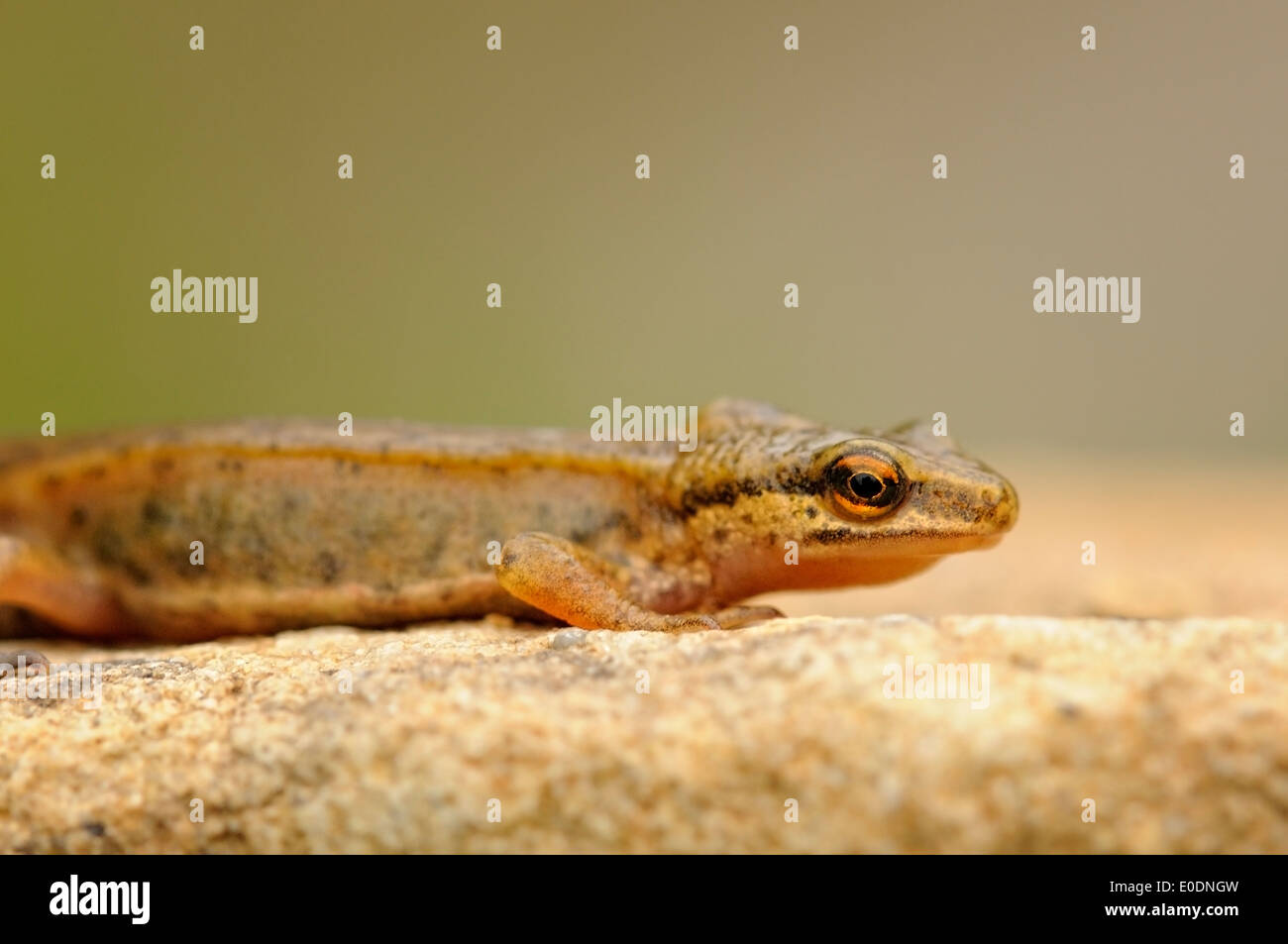 Palmate newt uk hi-res stock photography and images - Alamy