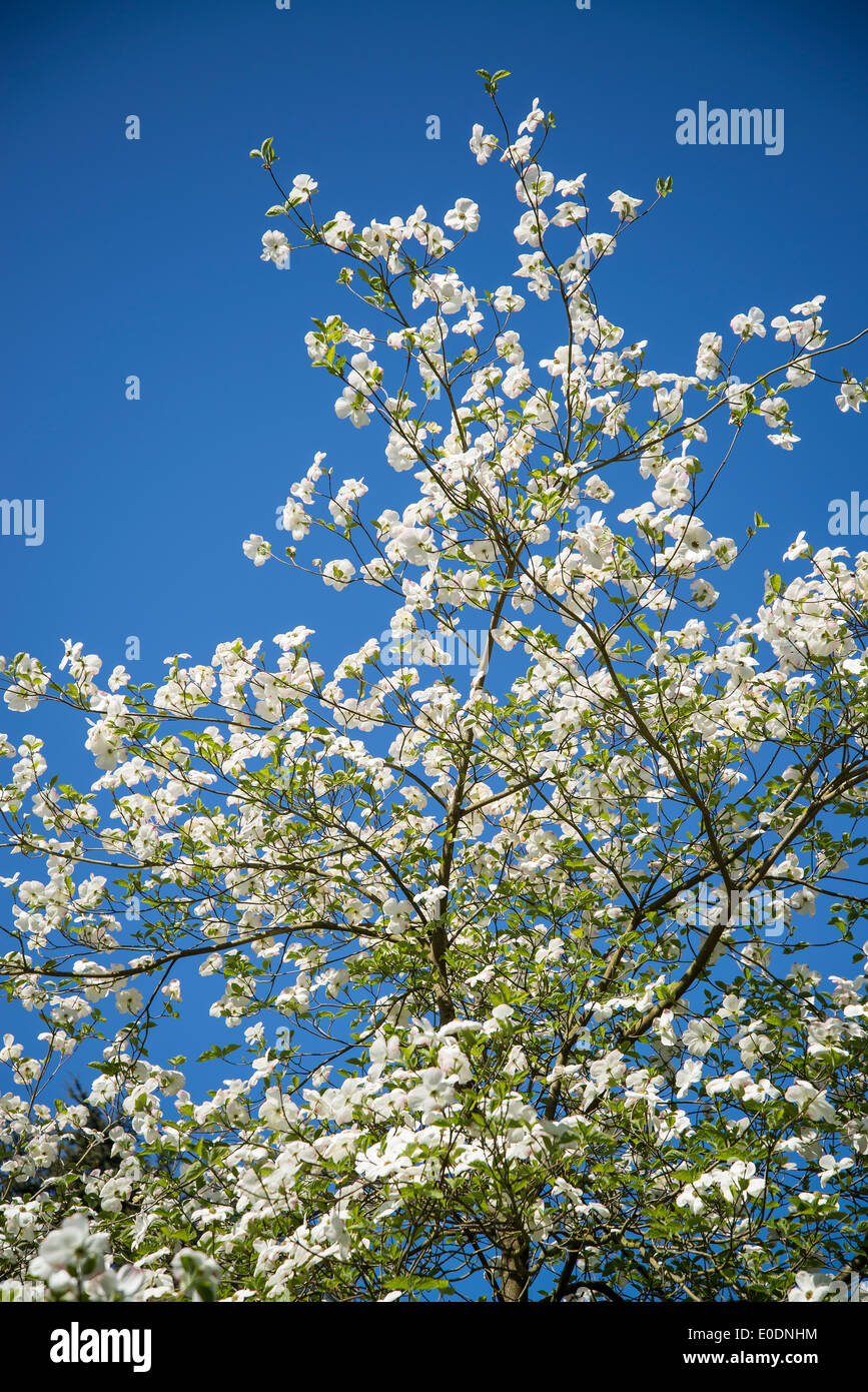 Ormonde hi-res stock photography and images - Alamy
