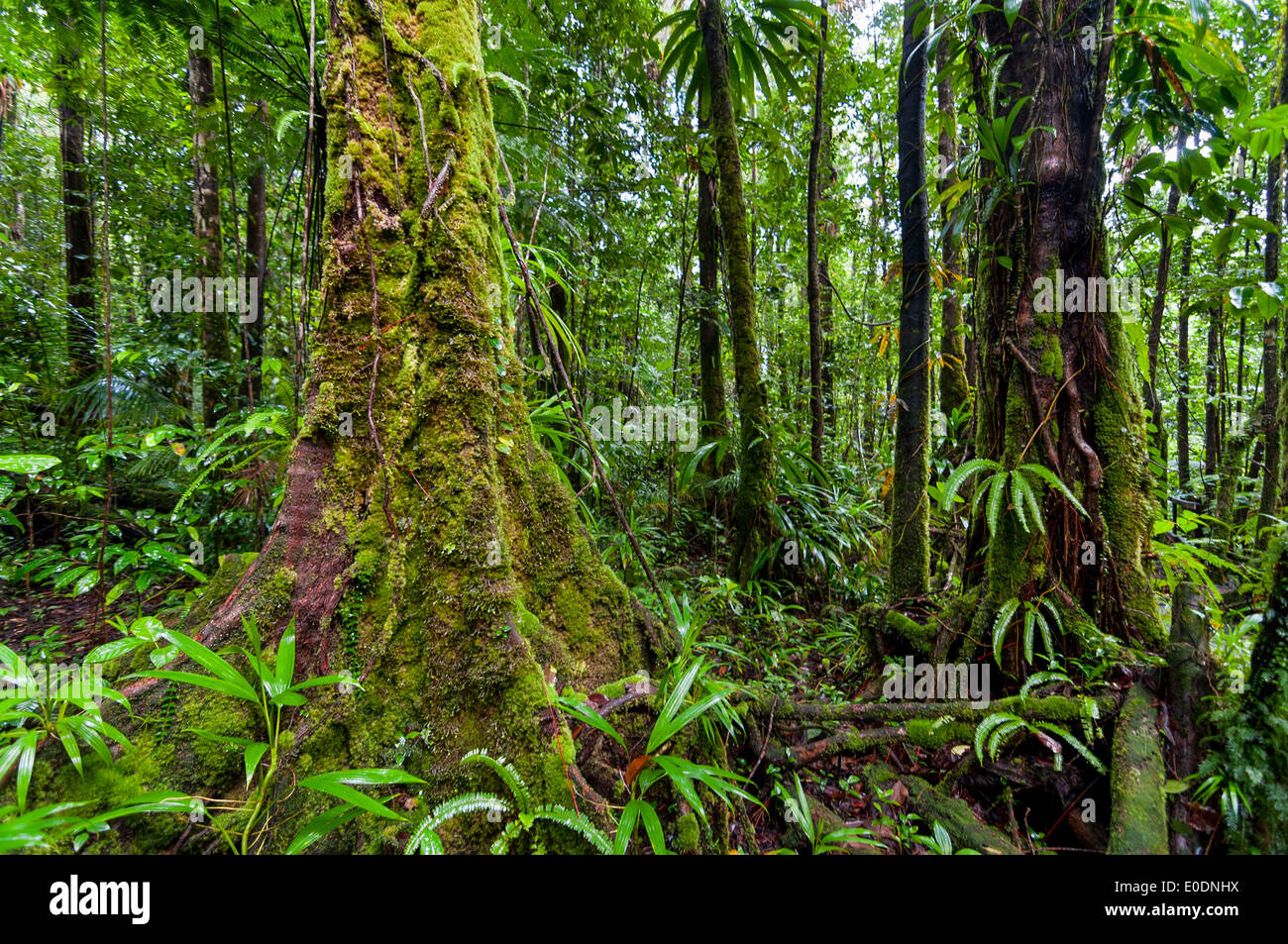 Biodiversity in rainforest hi-res stock photography and images - Alamy