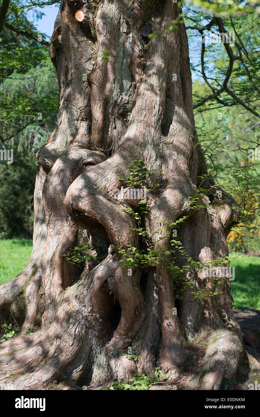 Metasequoia glyptostroboides, the dawn redwood tree, endangered ...
