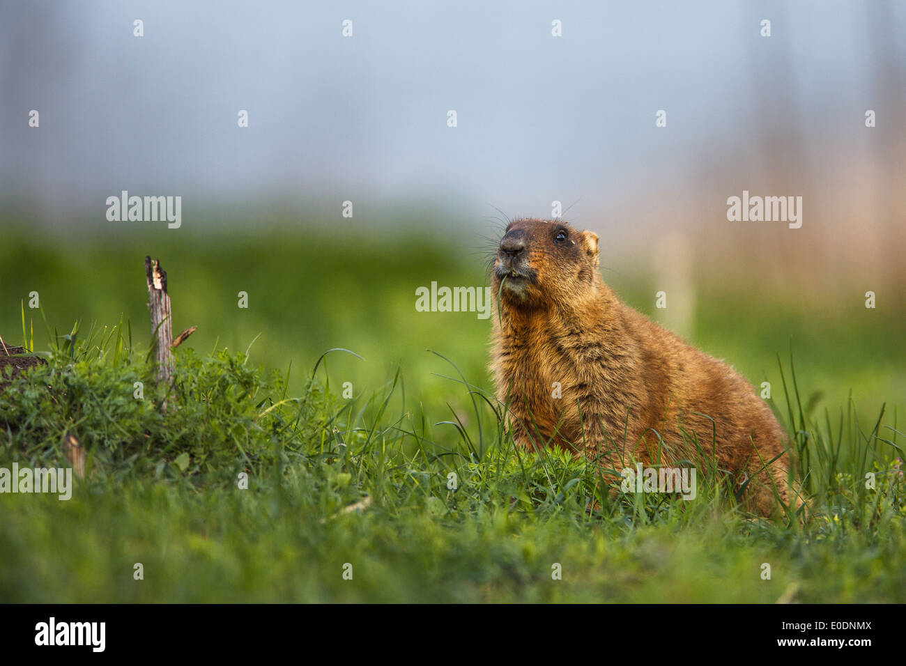 Bobak Marmot (Marmota bobak Stock Photo - Alamy