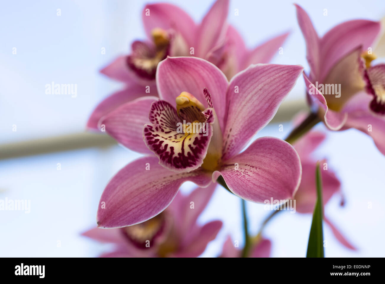 Cymbidium flower orchid hi-res stock photography and images - Alamy