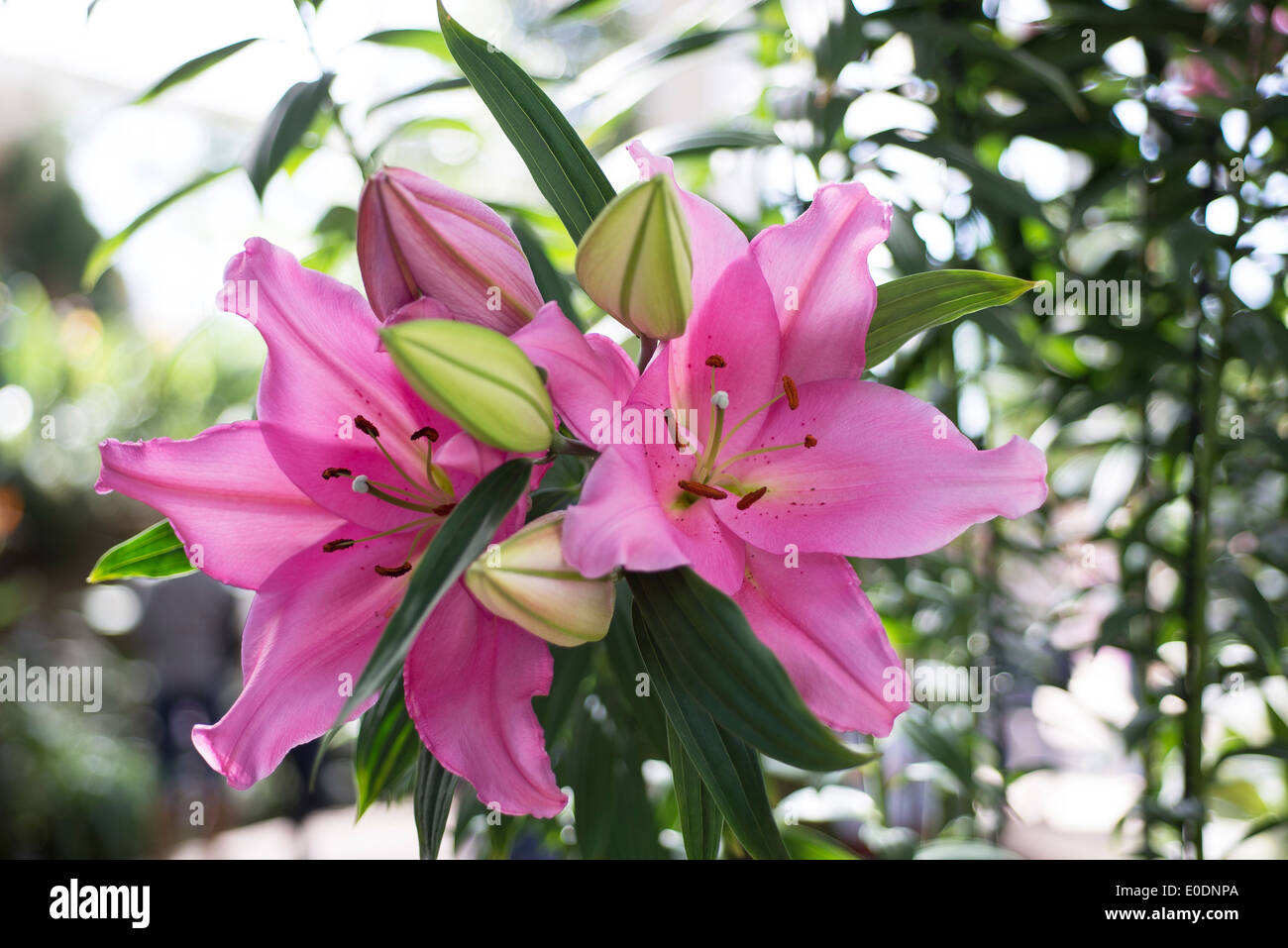 Lilium uk hi-res stock photography and images - Alamy