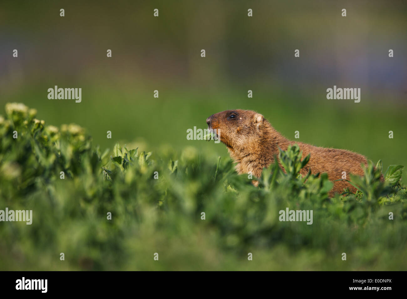 Bobak Marmot (Marmota bobak Stock Photo - Alamy
