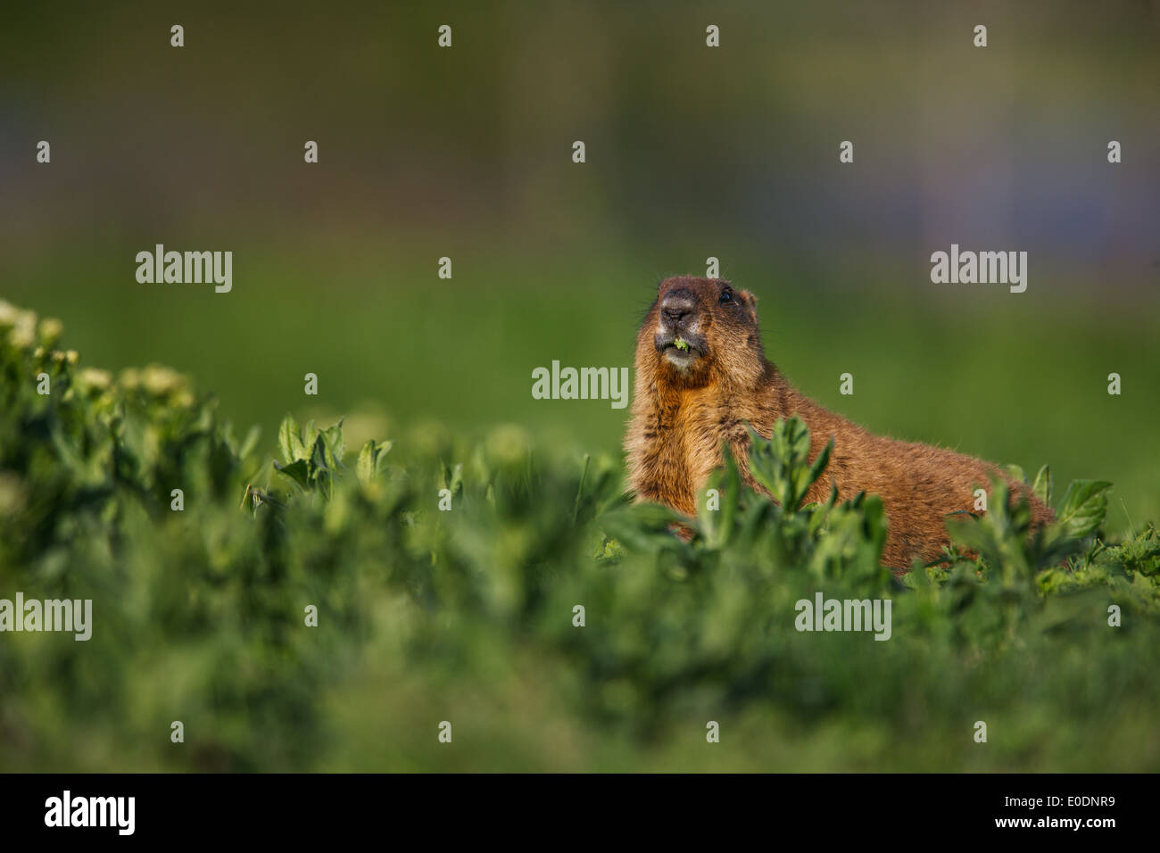 Bobak Marmot (Marmota bobak Stock Photo - Alamy
