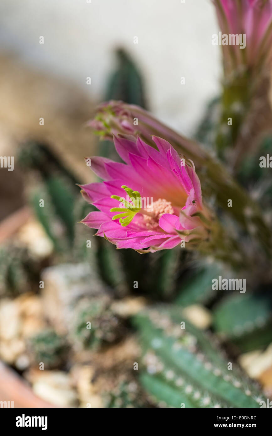 Echinocereus scheeri flower hi-res stock photography and images - Alamy