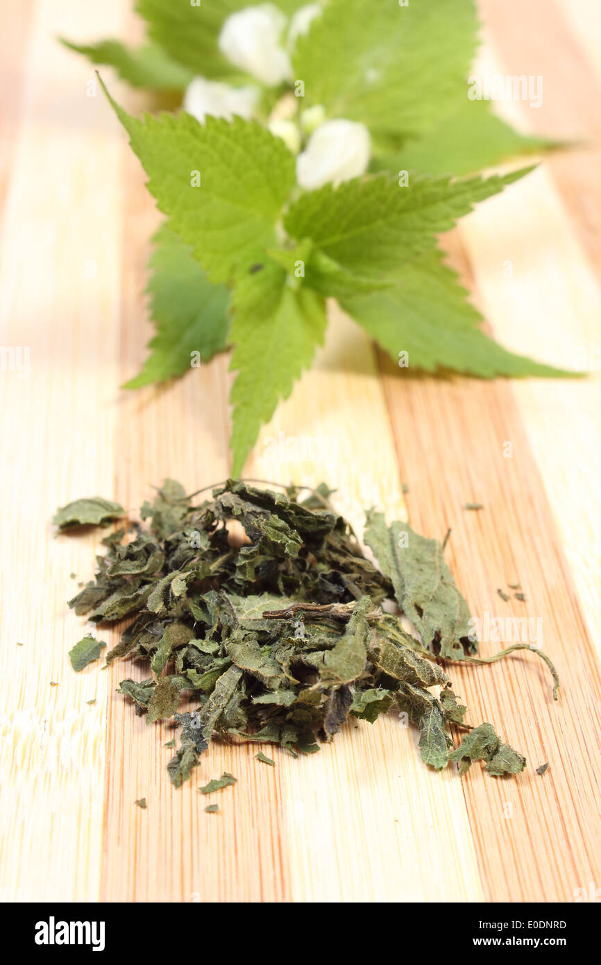 Heap of dried nettle and fresh stinging nettle with white flowers in ...