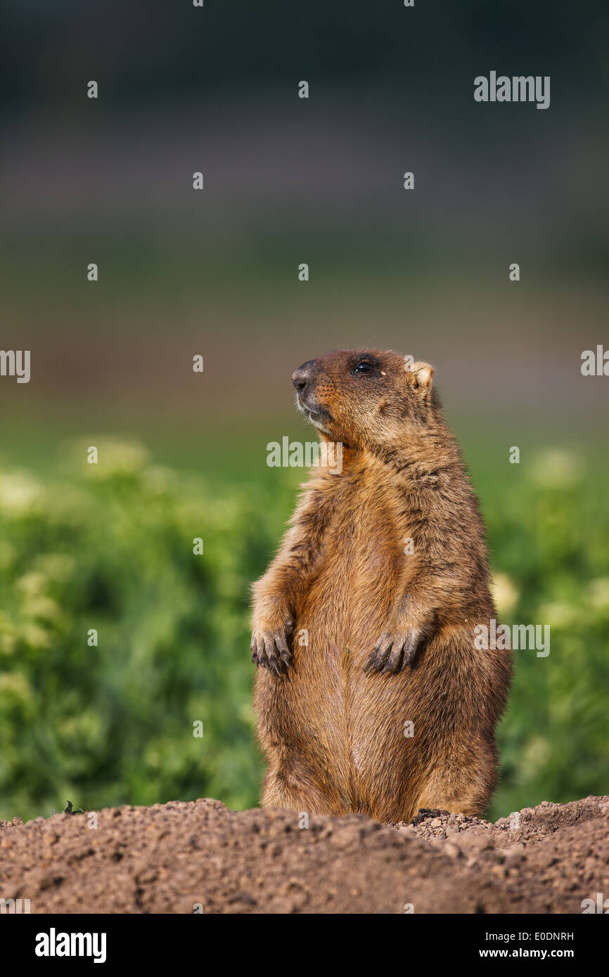 Bobak Marmot (Marmota bobak Stock Photo - Alamy
