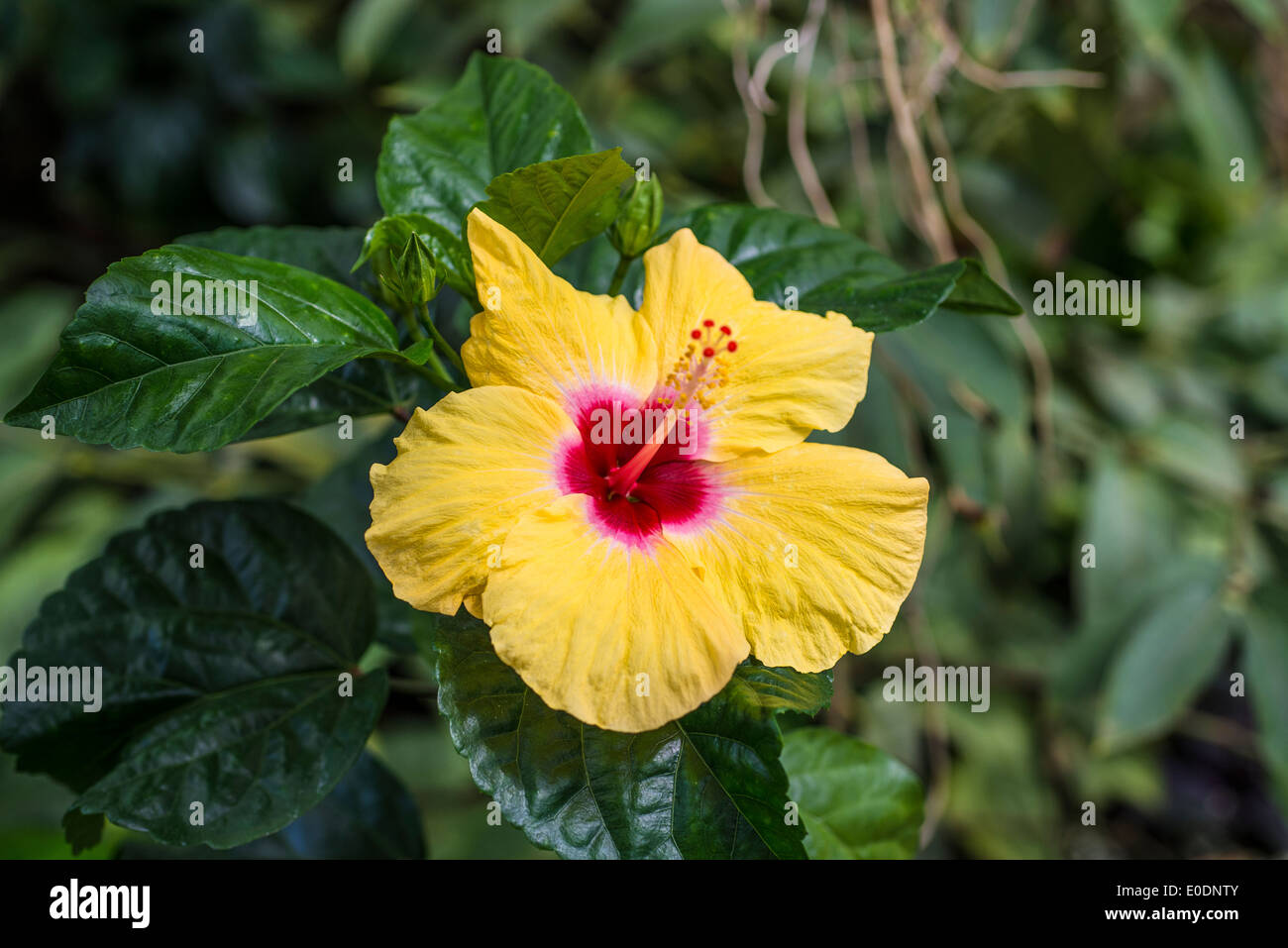 Hibiscus rosa sinensis hi-res stock photography and images - Alamy