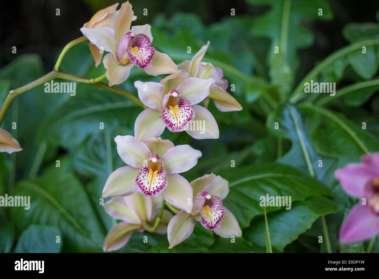 Cymbidium flower orchid hi-res stock photography and images - Alamy