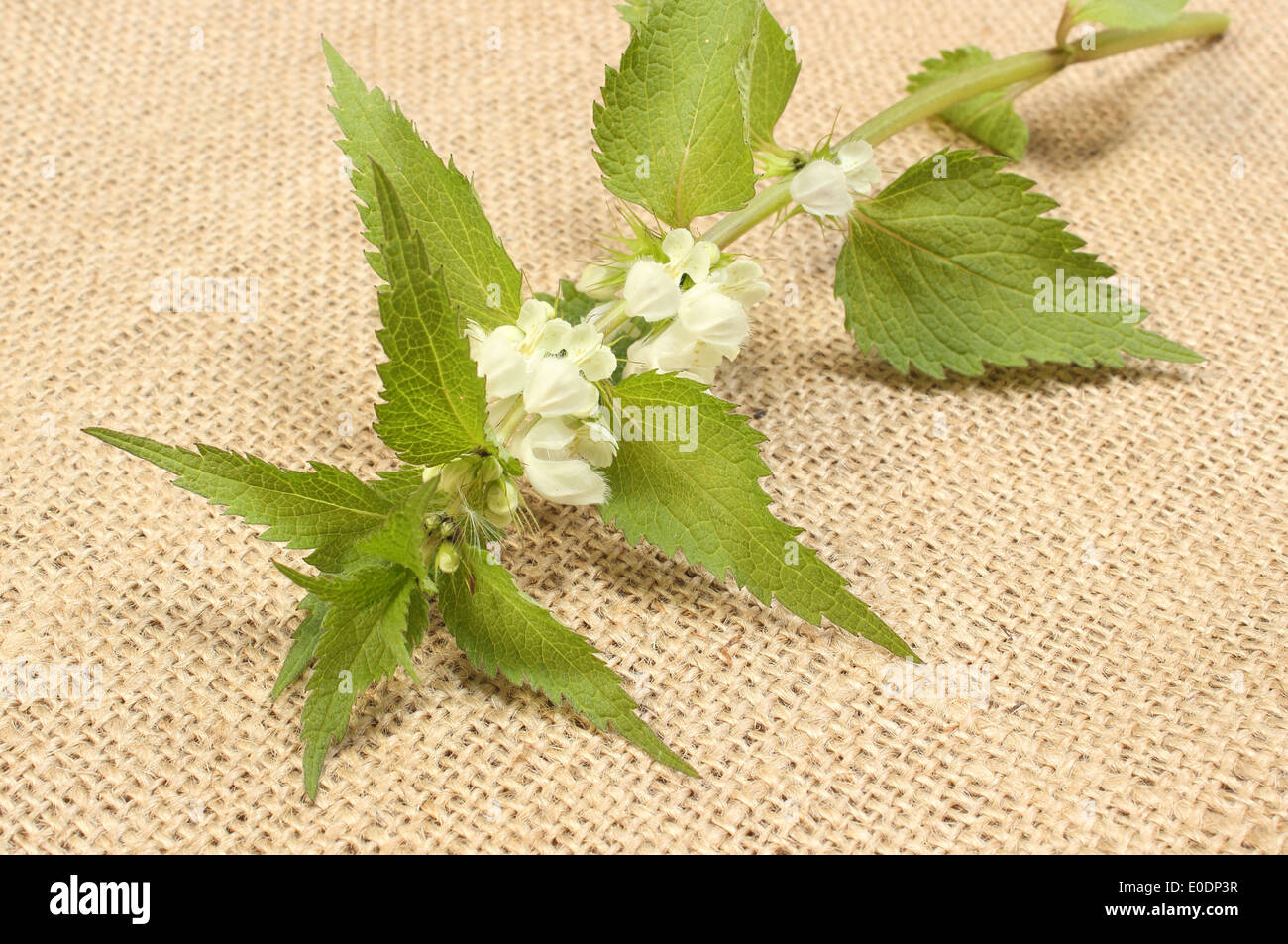 Fresh stinging nettles with white flowers lying on jute canvas Stock ...