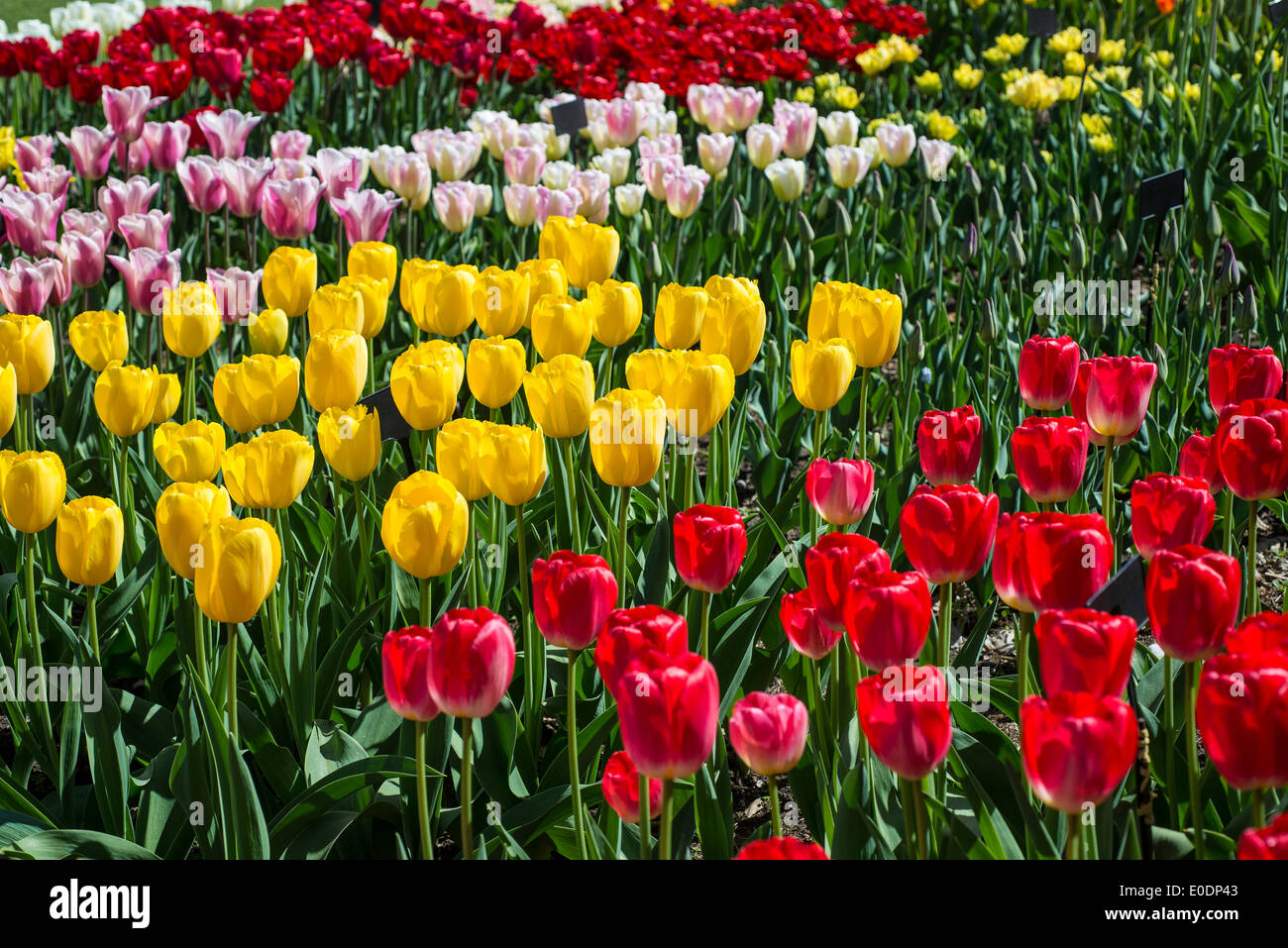 Display of various tulips at RHS Garden, Wisley, Surrey, England, UK ...