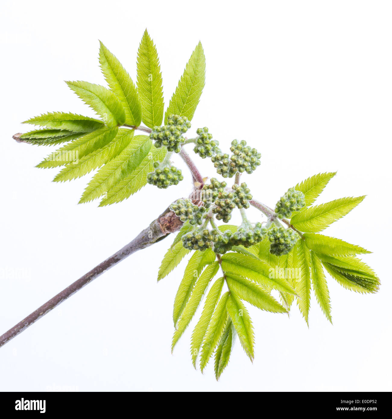 In apple tree Cut Out Stock Images & Pictures - Alamy