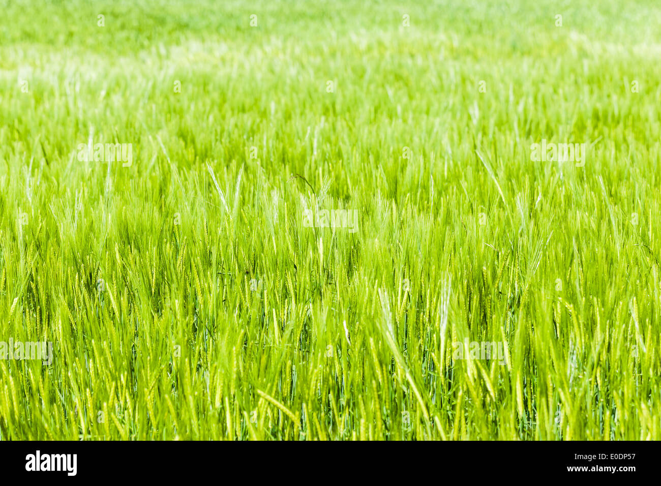 a beautiful and vibrant green crop in south italy Stock Photo - Alamy