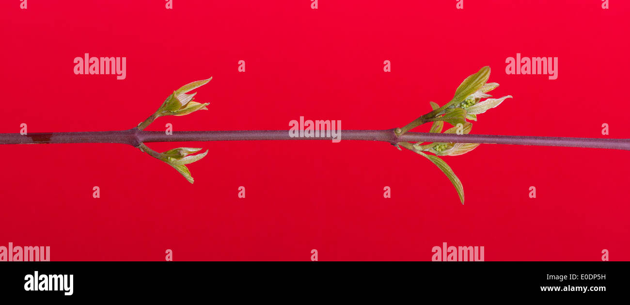 Tree in the spring (on a red background Stock Photo - Alamy