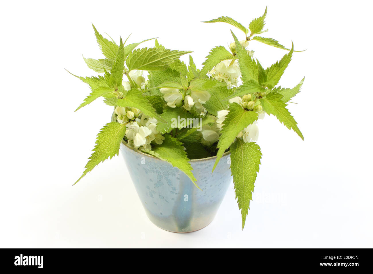 Fresh stinging nettles with white flowers in blue cup. Isolated on ...