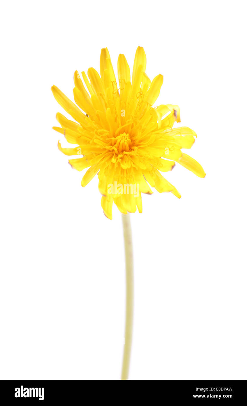 Closeup of yellow fresh flower of dandelion. Isolated on white ...