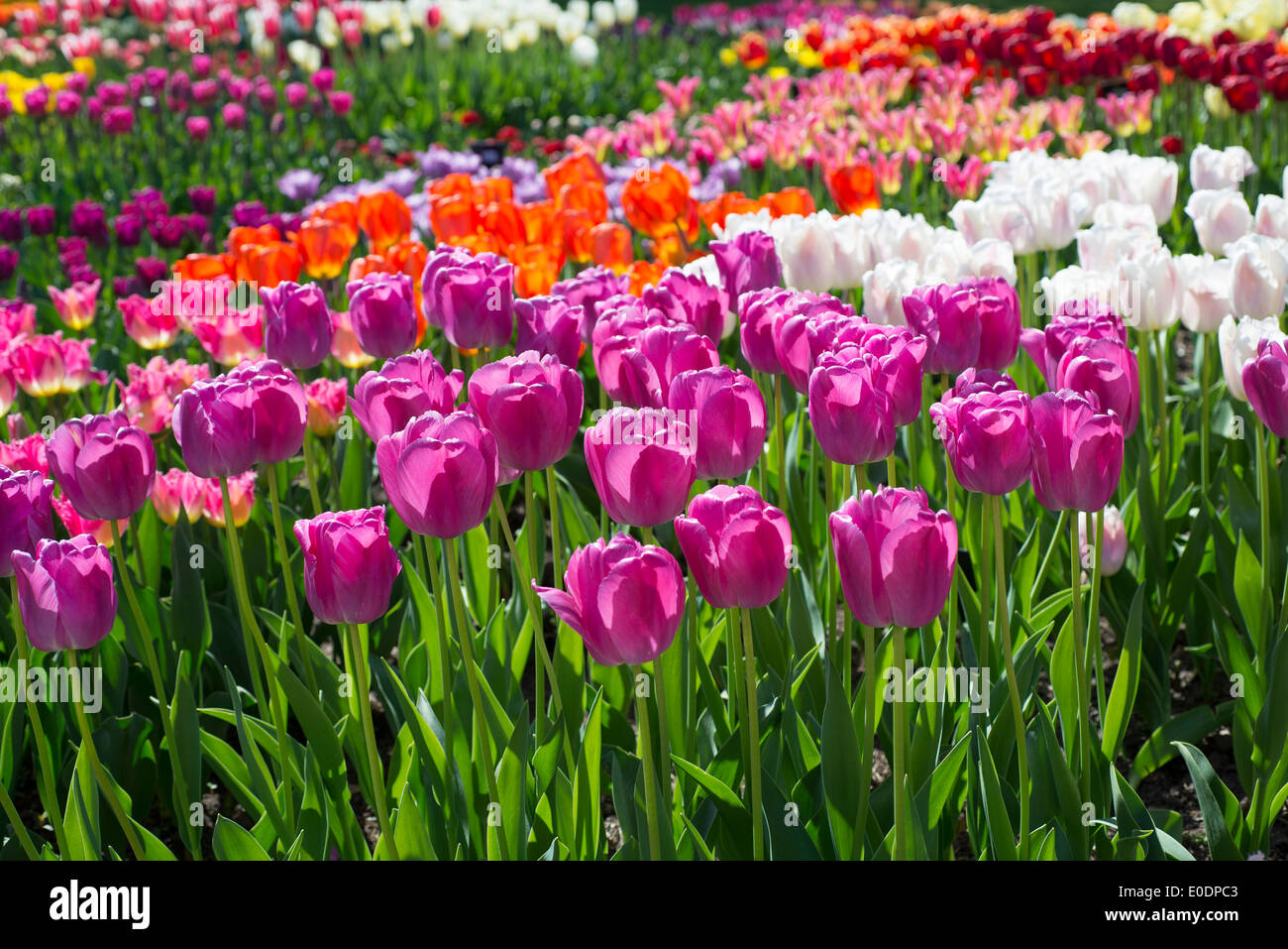 Purple pride tulip hi-res stock photography and images - Alamy