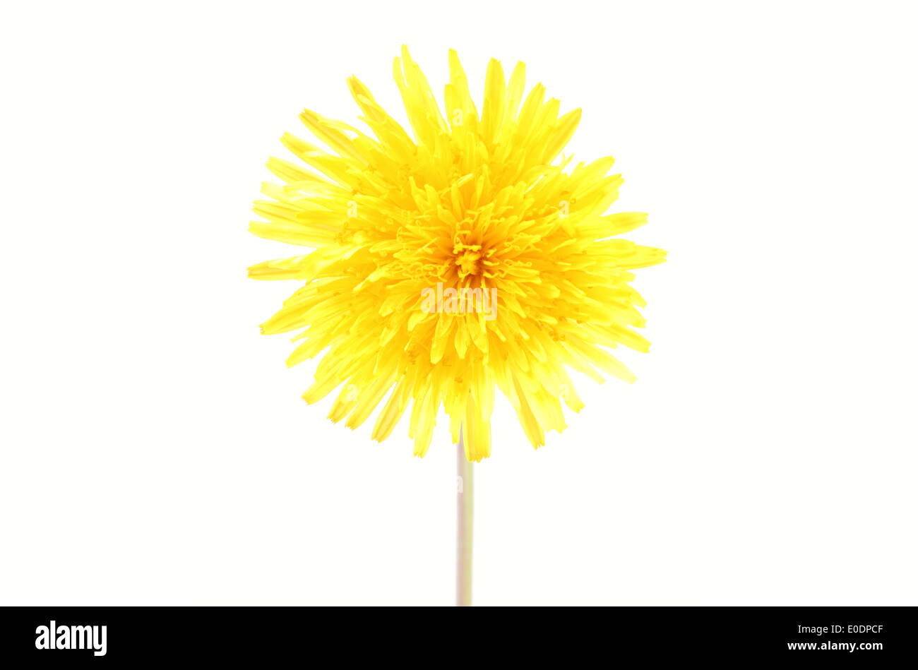 Closeup of yellow fresh flower of dandelion. Isolated on white ...
