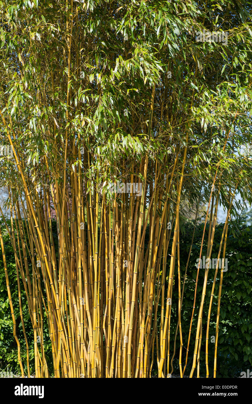 Bamboo, Phyllostachys aureosulcata f. spectabilis Stock Photo - Alamy