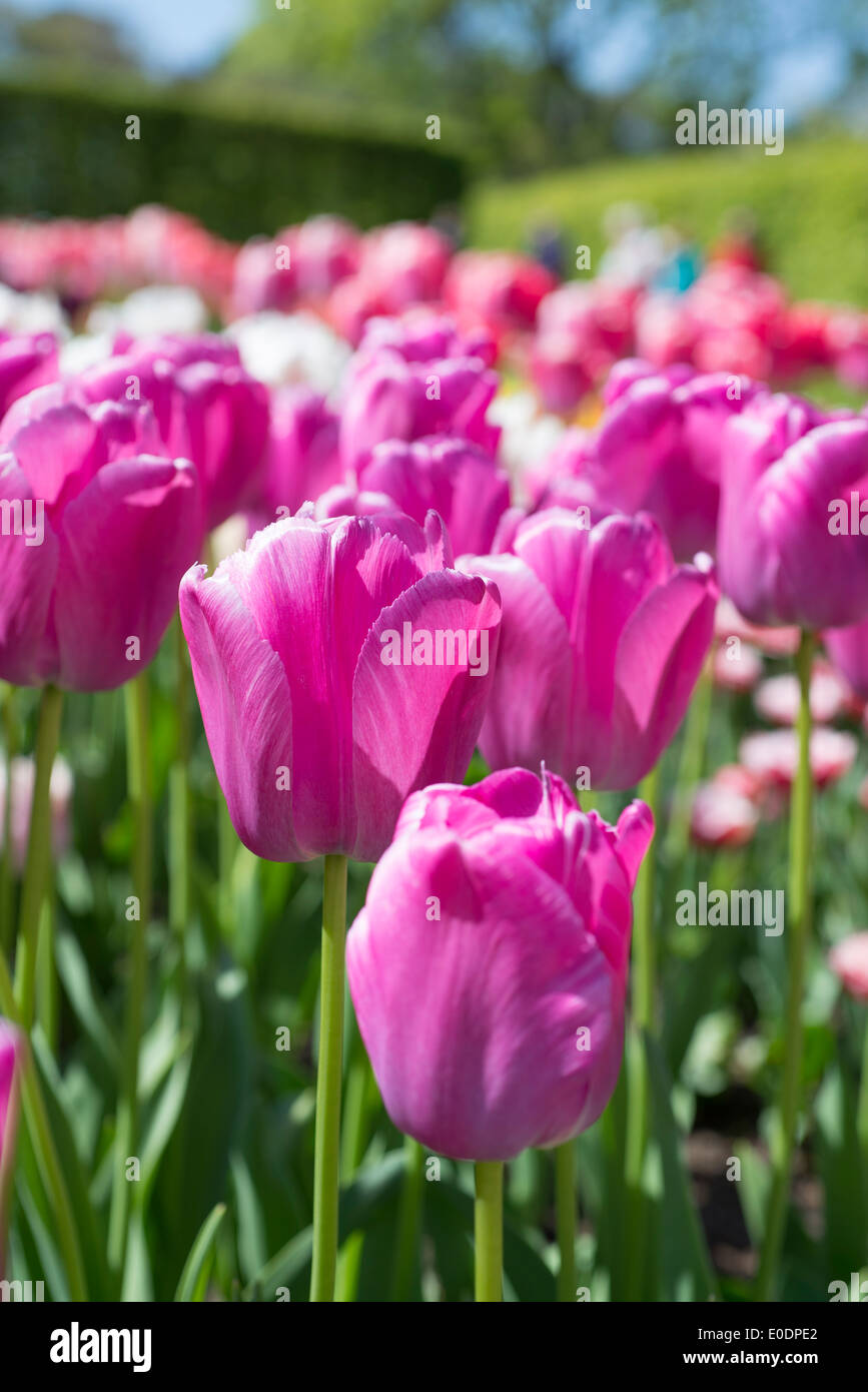 Colour purple hi-res stock photography and images - Alamy