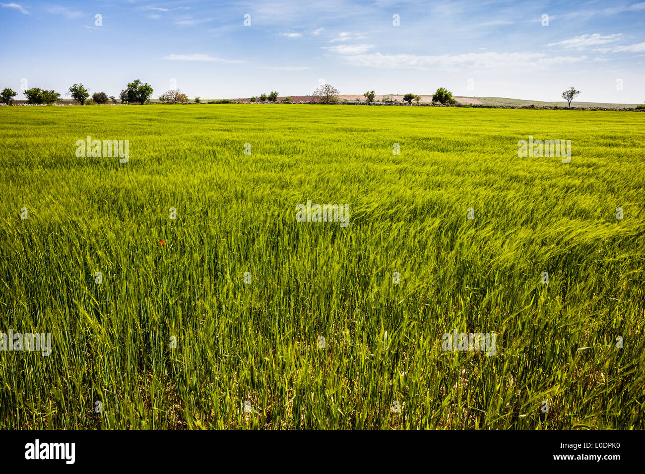 a beautiful and vibrant green crop in south italy Stock Photo - Alamy