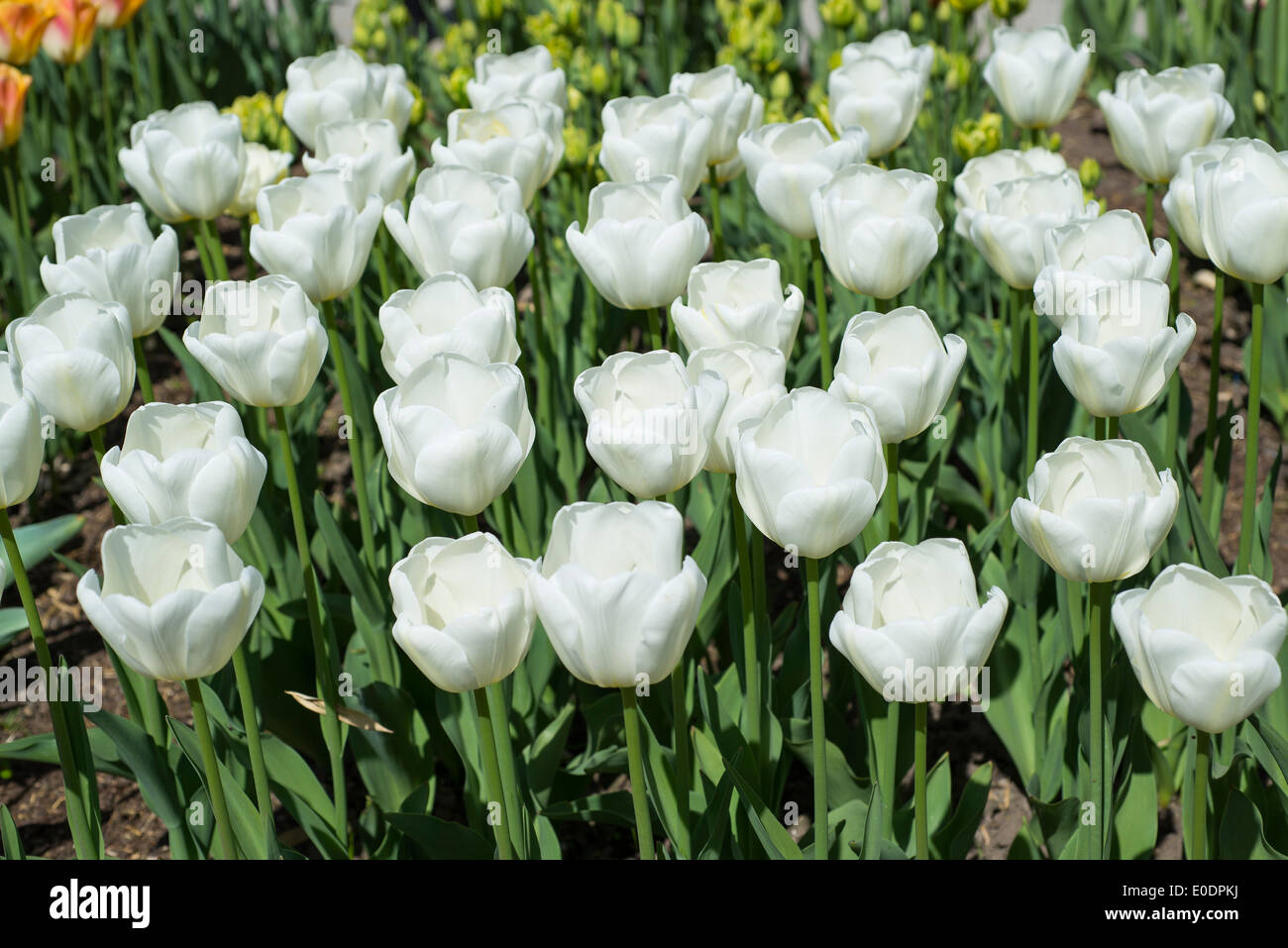 Tulip angels wish hi-res stock photography and images - Alamy