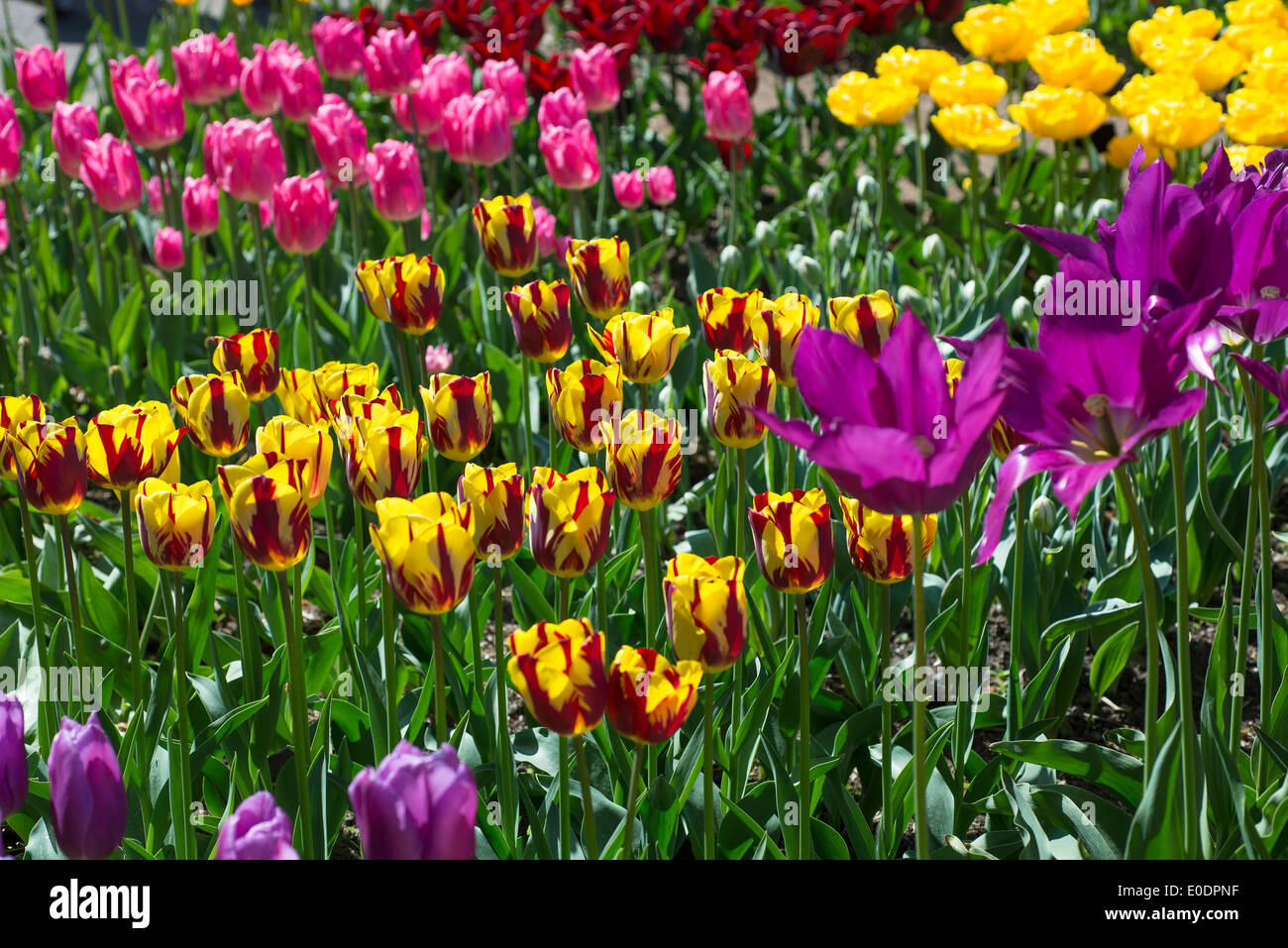 Display of various tulips at RHS Garden, Wisley, Surrey, England, UK ...
