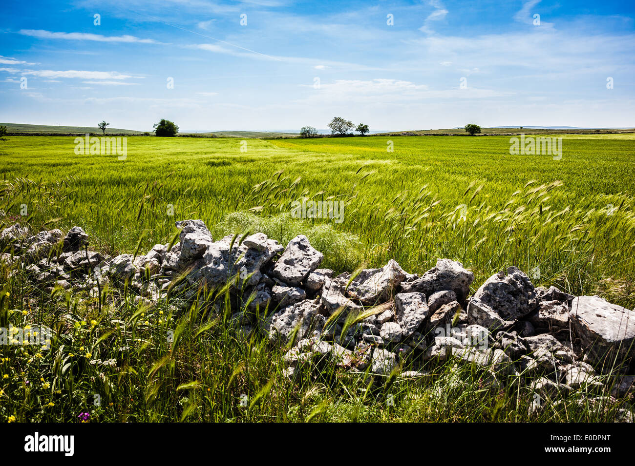 a beautiful rural landscape with some rocks. South of Italy, Apulia ...