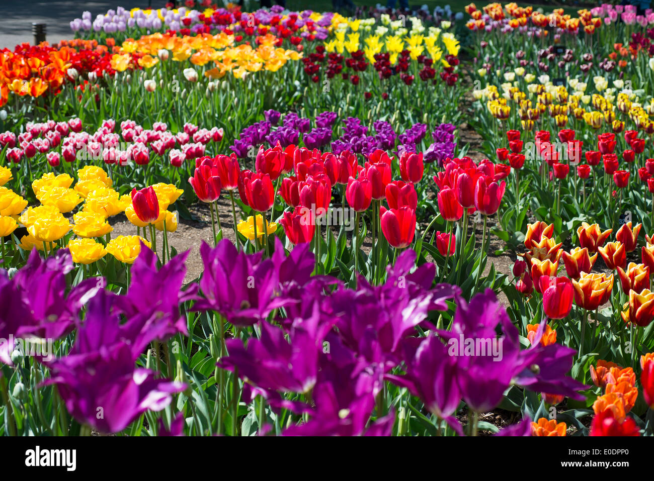 Display of various tulips at RHS Garden, Wisley, Surrey, England, UK ...