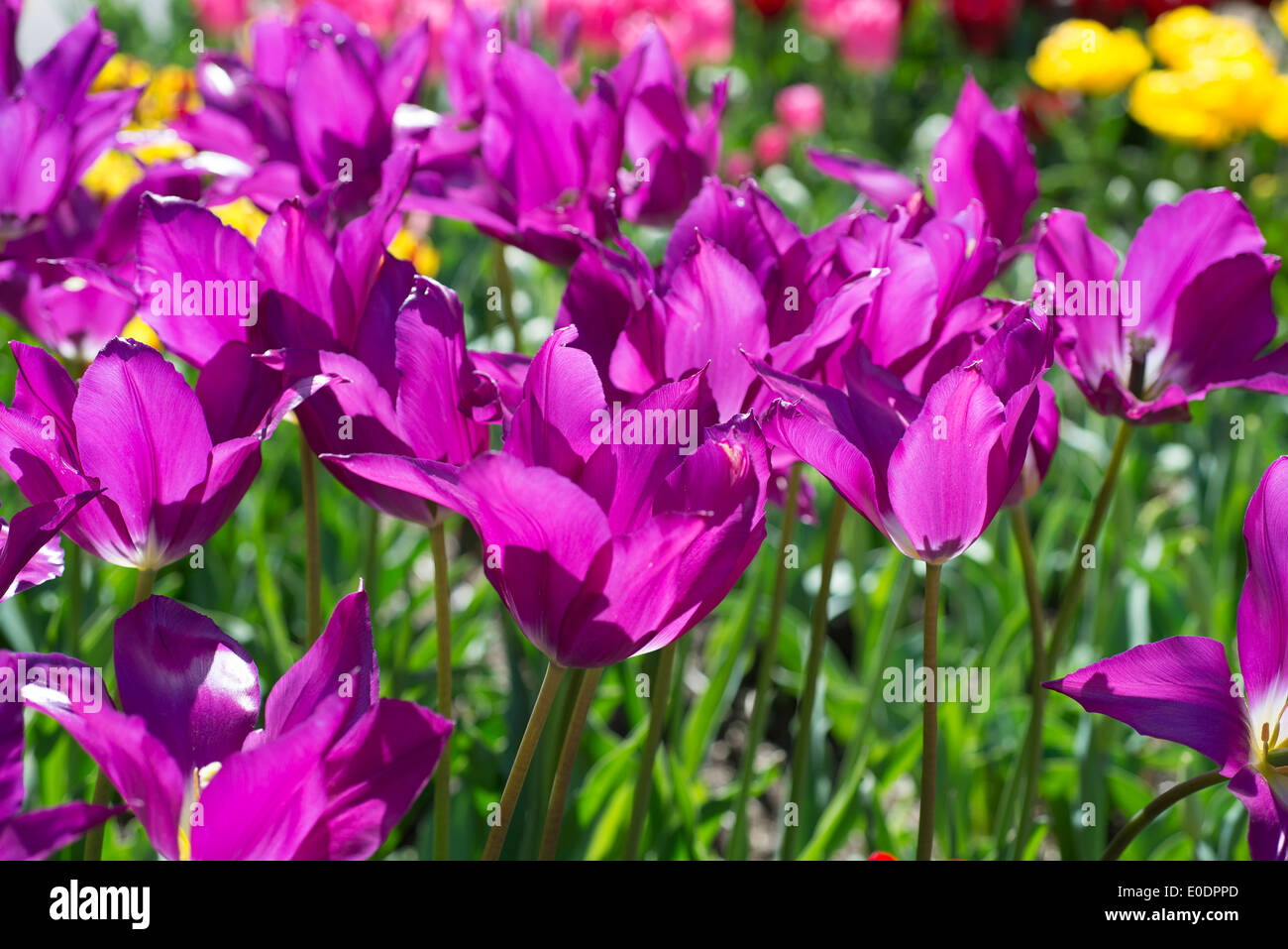 Beautiful purple tulip flowers hi-res stock photography and images - Alamy