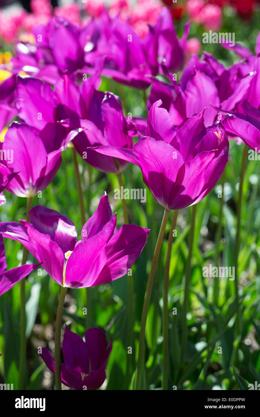 Beautiful purple tulip flowers hi-res stock photography and images - Alamy